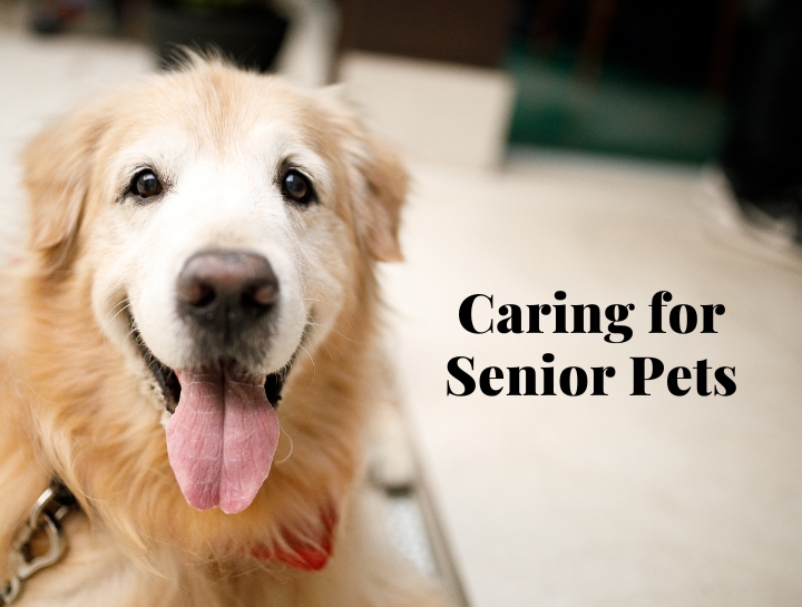 5 Tips for Senior Pets | Somerset Animal Hospital